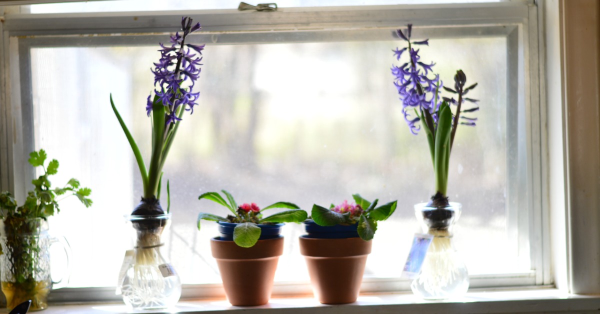 Flower Nature Drawing - A Simple Nature Study